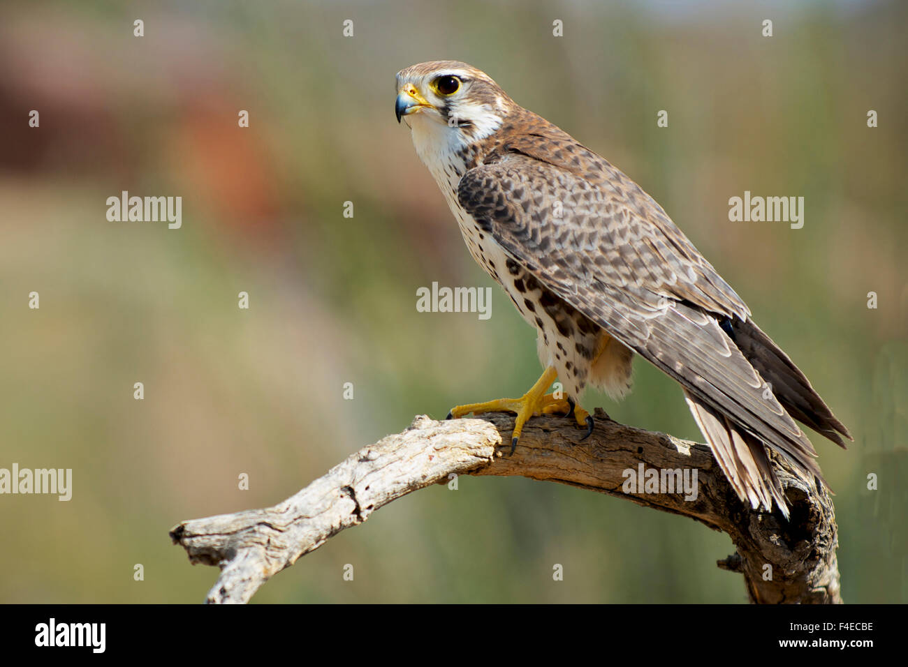 The Prairie Falcon (Falco mexicanus) is a medium-sized falcon of ...
