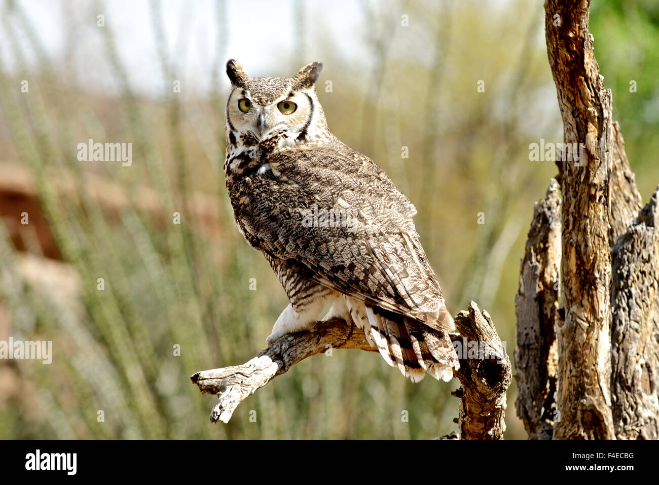 The great horned owl (Bubo virginianus), also known as the tiger owl ...