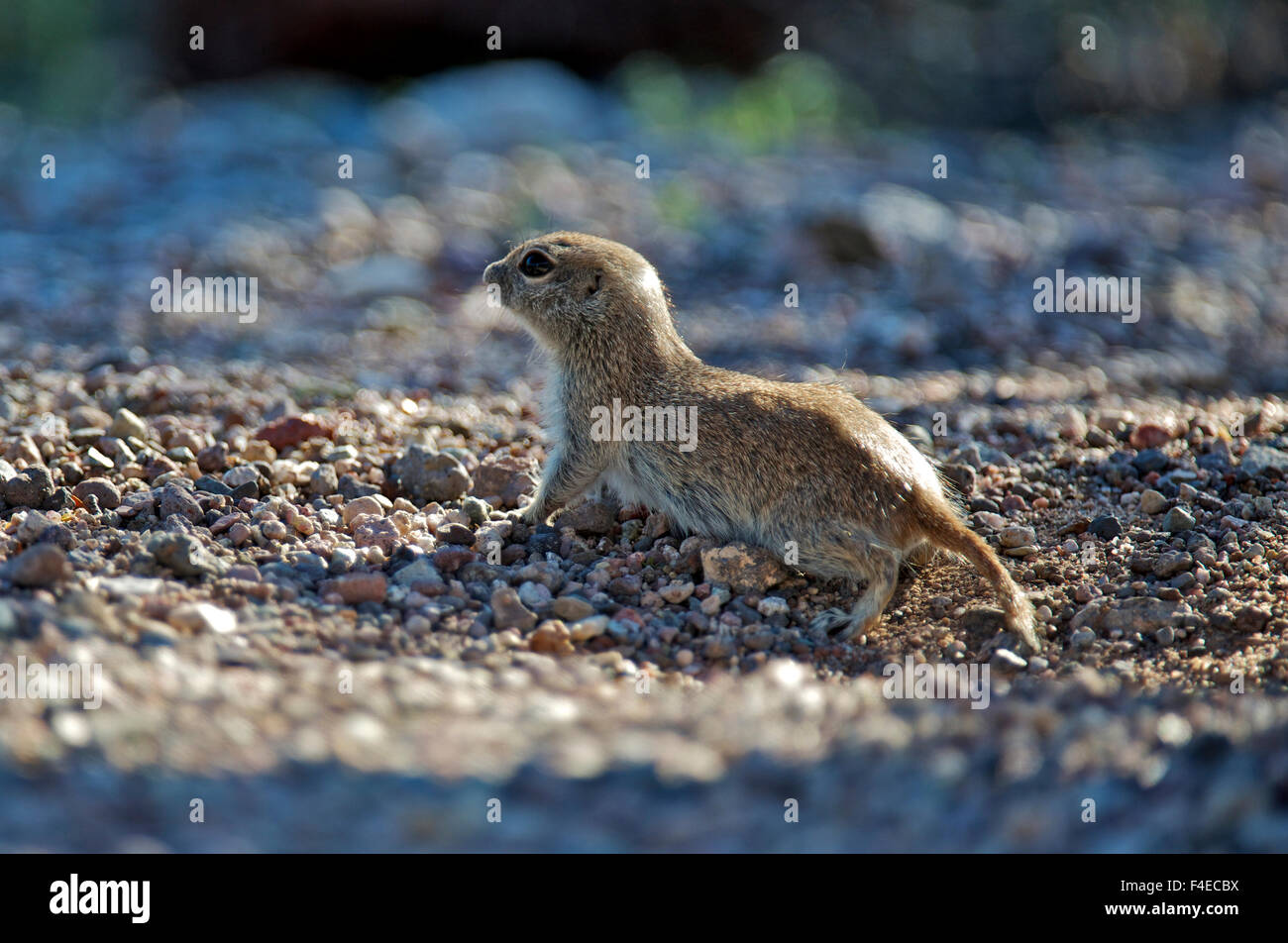 The Round-tailed ground squirrel (Xerospermophilus tereticaudus) lives ...