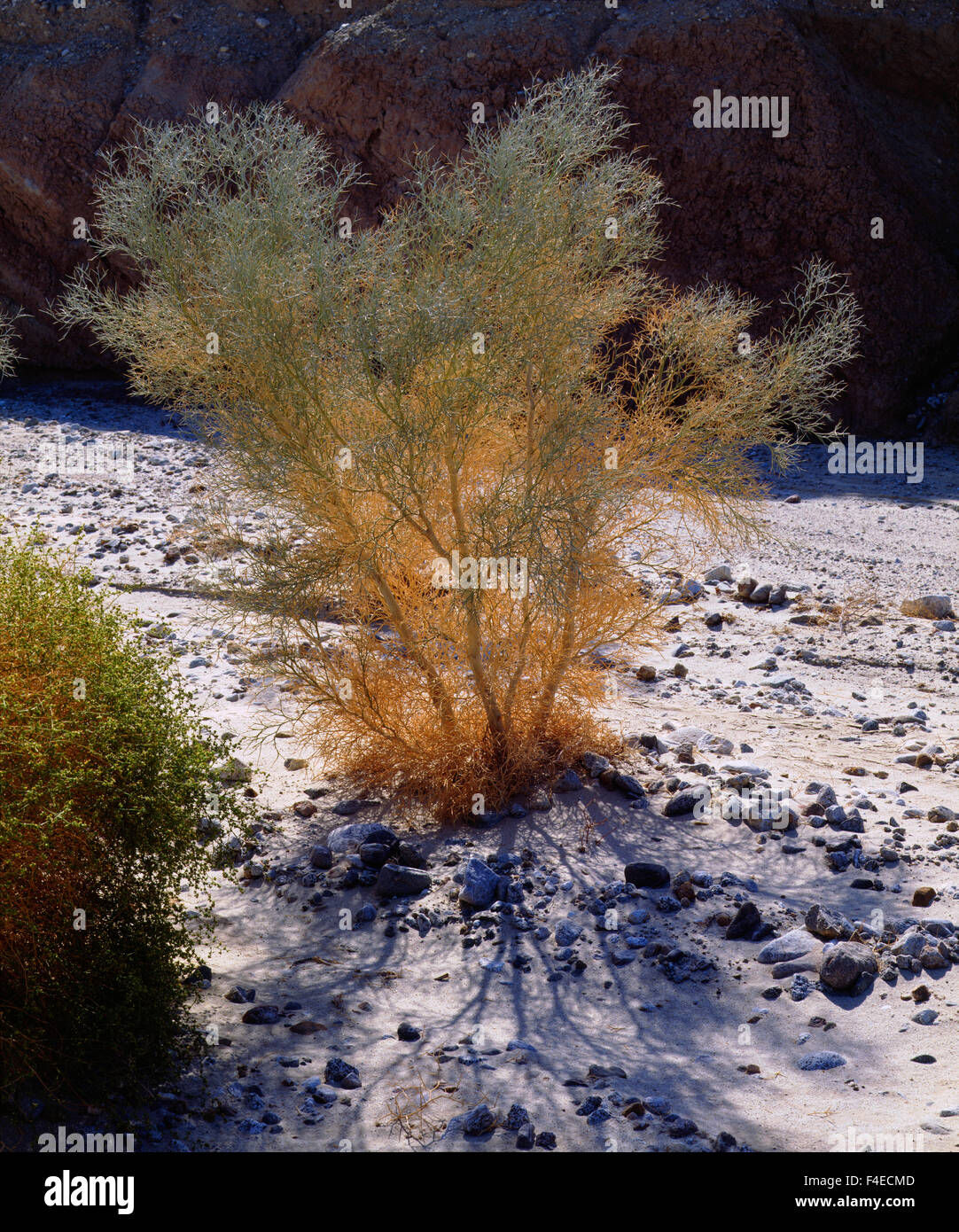 USA, California, Anza-Borrego Desert State Park. Smoke tree. Credit as ...