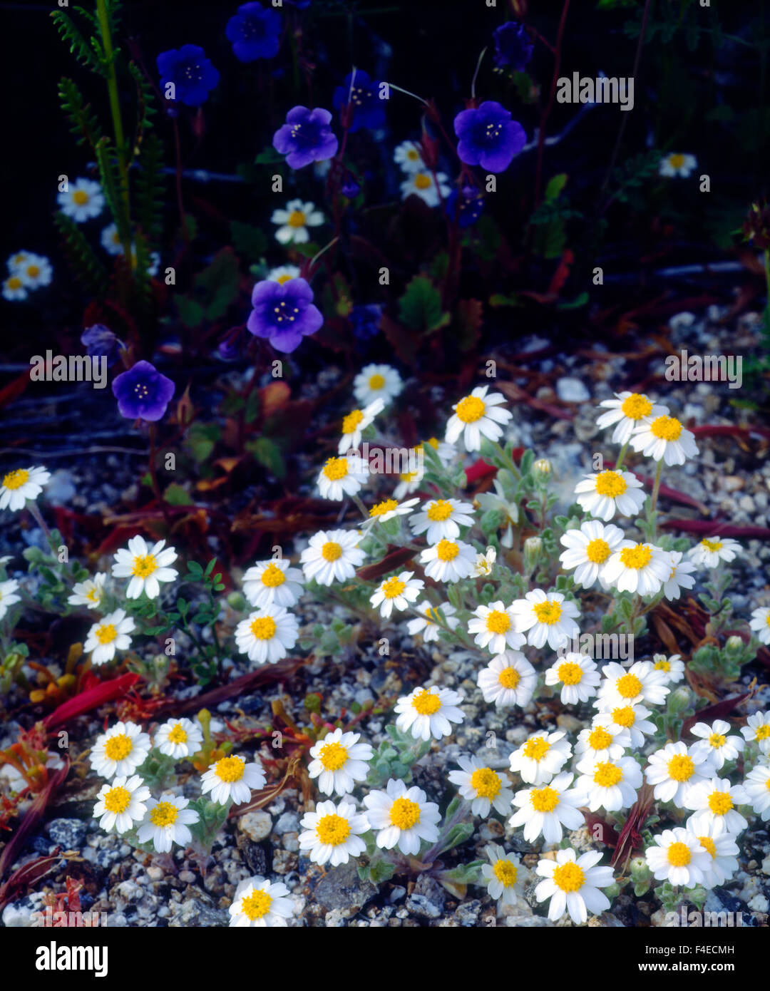 USA, California, Anza-Borrego Desert State Park. Woolly Daisy and ...