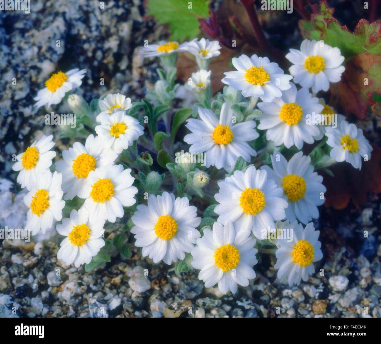 USA, California, Anza-Borrego Desert State Park. Woolly Daisy ...