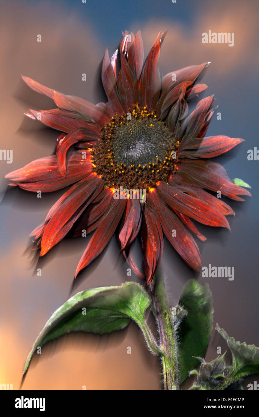 USA, California, Black Hybrid sunflower blowing in the wind at dusk ...