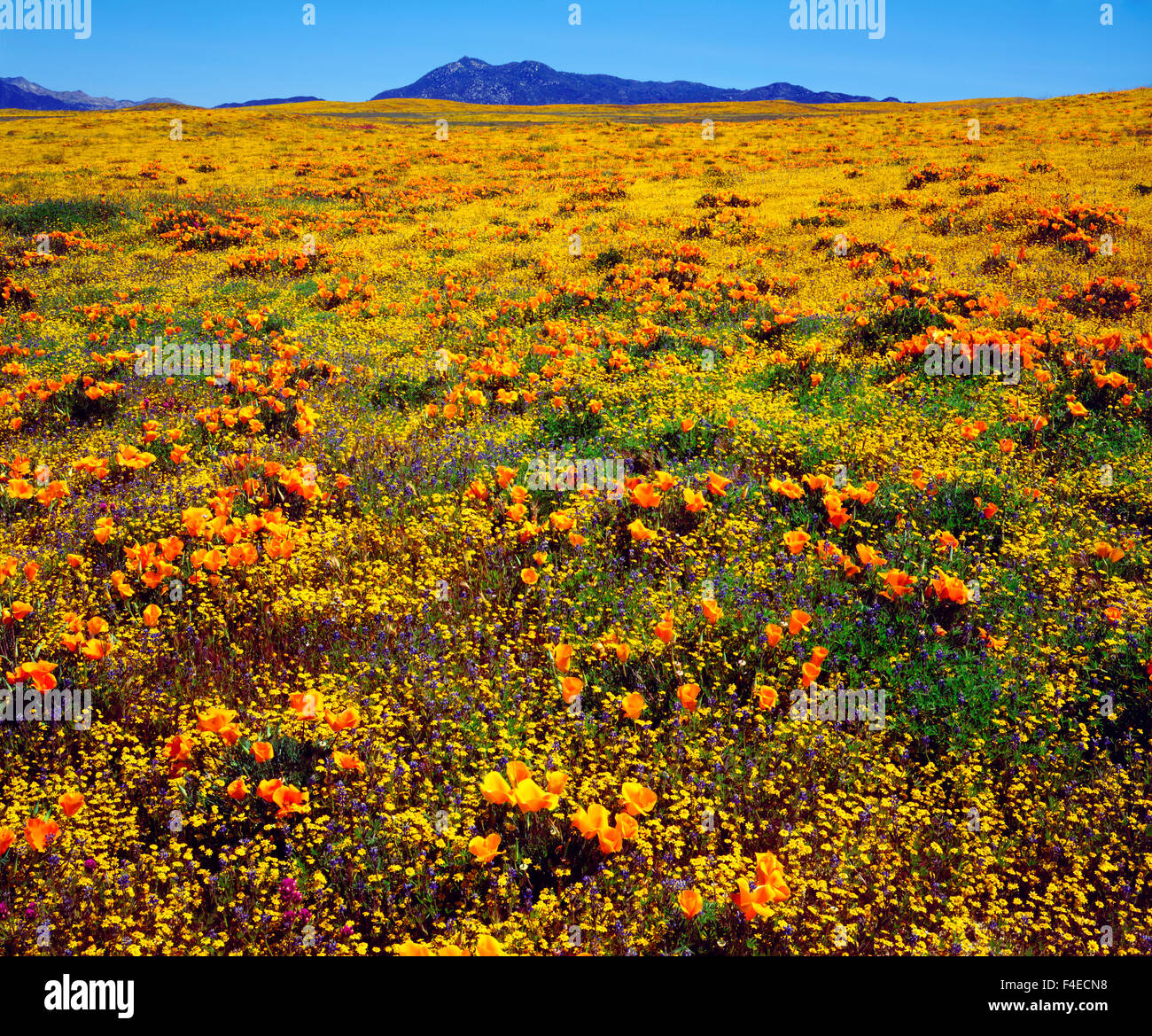 USA, California, Cleveland National Forest. California poppies covering ...