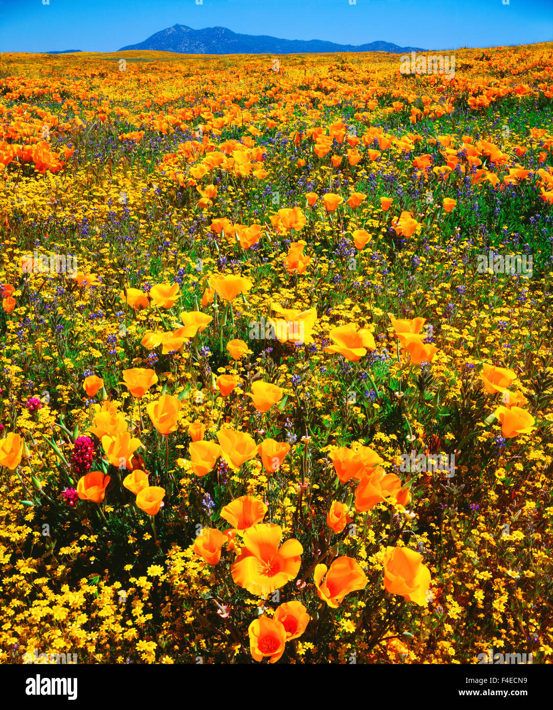 USA, California, Cleveland national Forest. California poppies covering ...