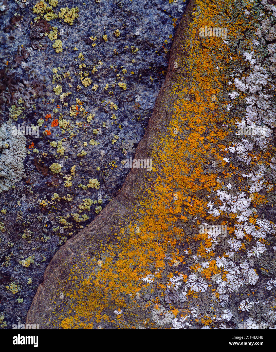 USA, California, Cleveland National Forest. Lichen Oak Tree Root and ...