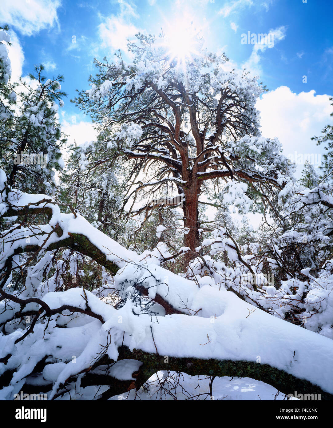 USA, California, Cleveland National Forest. Snow-covered trees in the ...