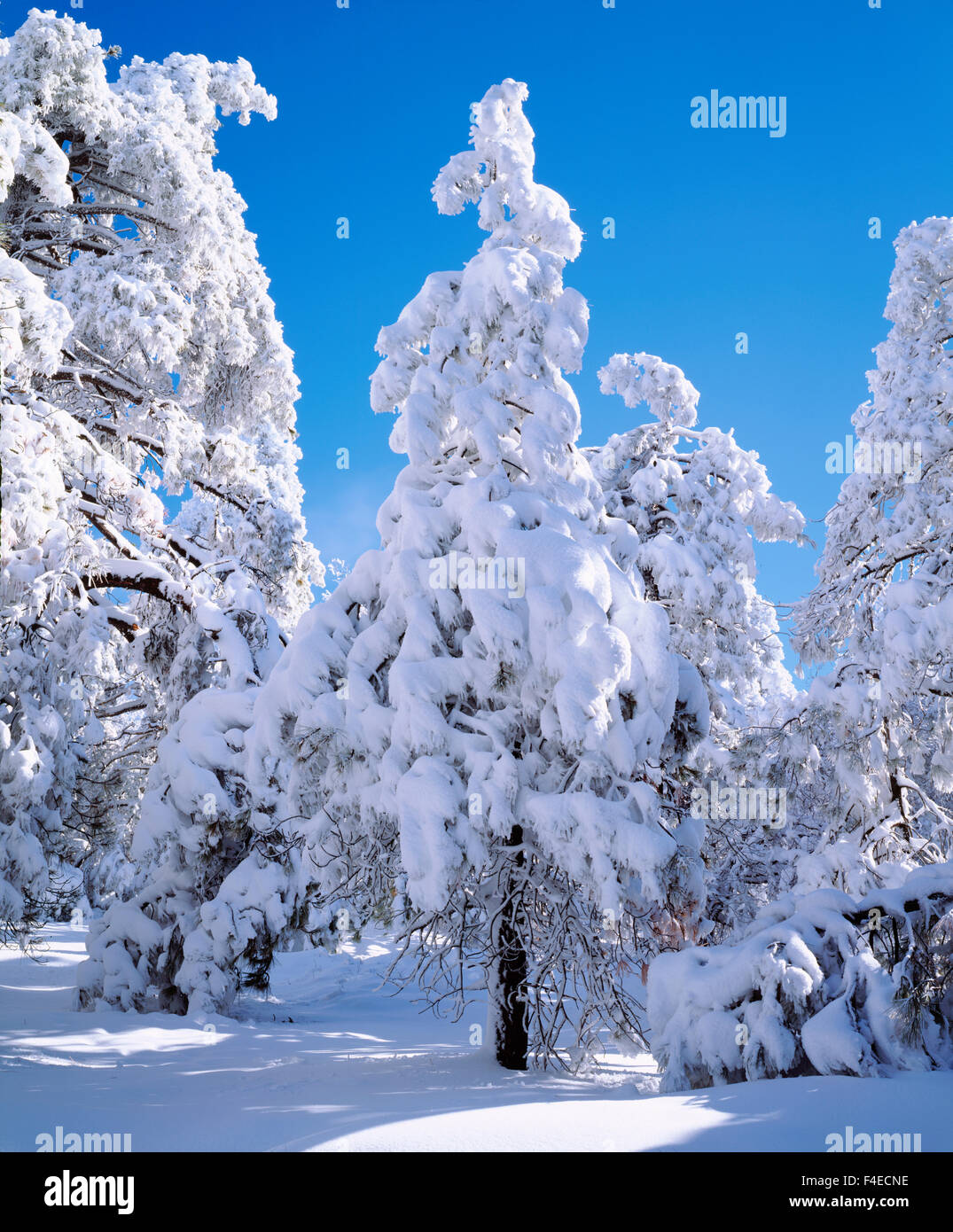 USA, California, Cleveland National Forest. Snow-covered trees in the ...