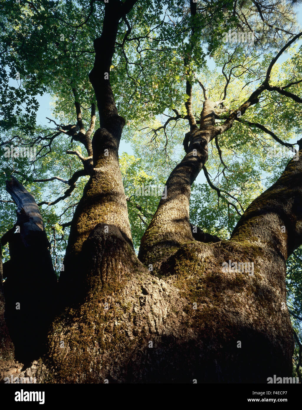 USA, California, Cuyamaca Rancho State Park. A live oak tree. Credit as ...