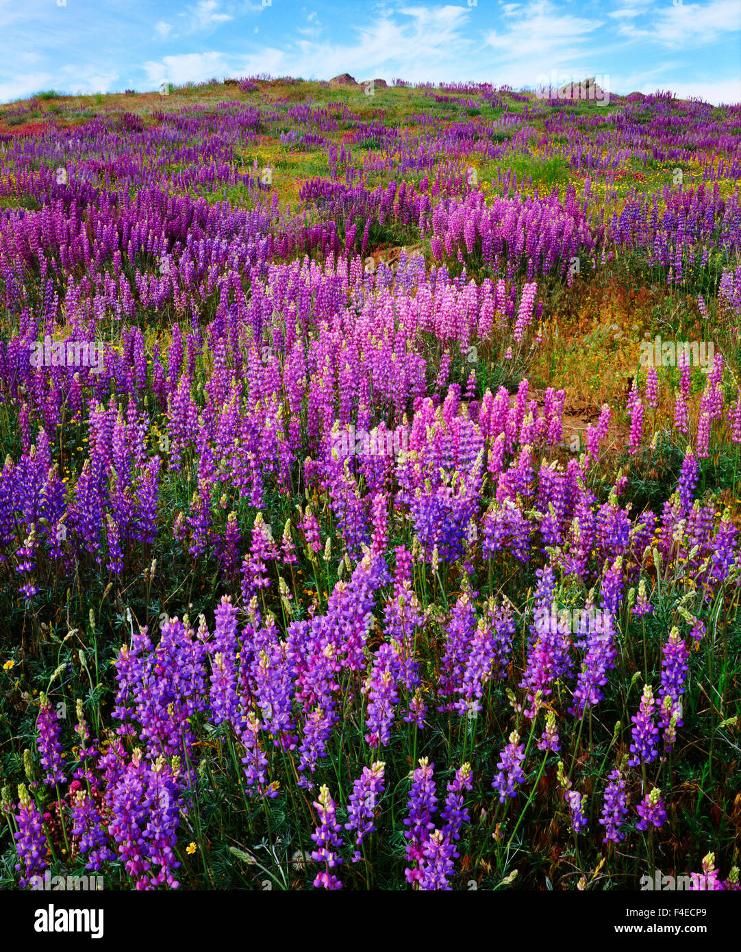 USA, California, Cuyamaca Rancho State Park. Lupine Wildflowers bloom ...