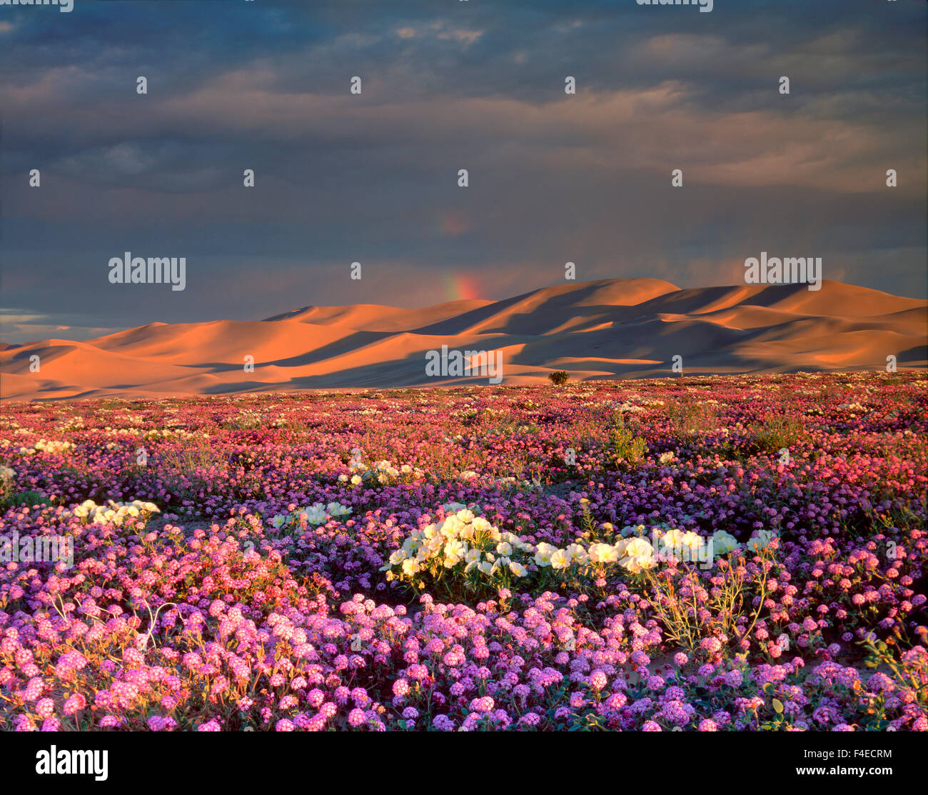 USA, California, Dumont Dunes. A rainbow over Sand Verbena and dune ...