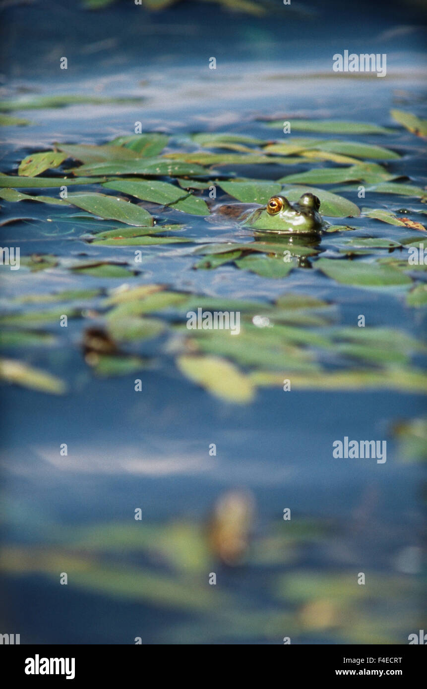 USA, Arizona, Bullfrog in pond (Large format sizes available Stock ...