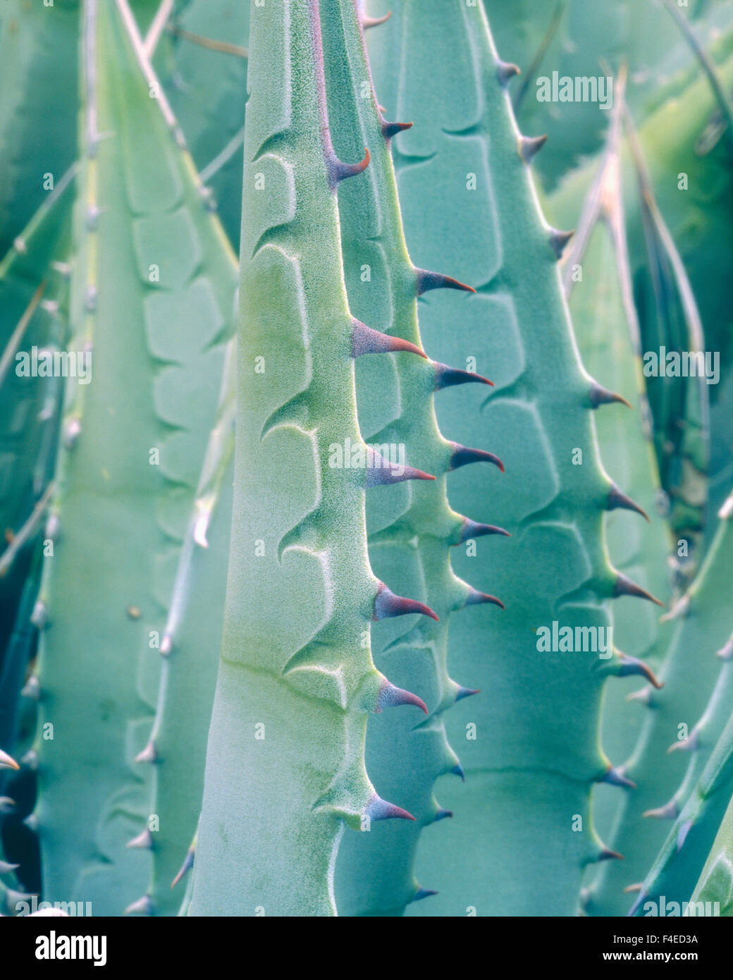 Jacumba desert hi-res stock photography and images - Alamy