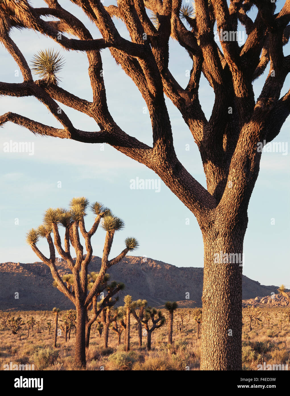 USA, California, Joshua Tree National Park. Joshua Trees (Large format ...