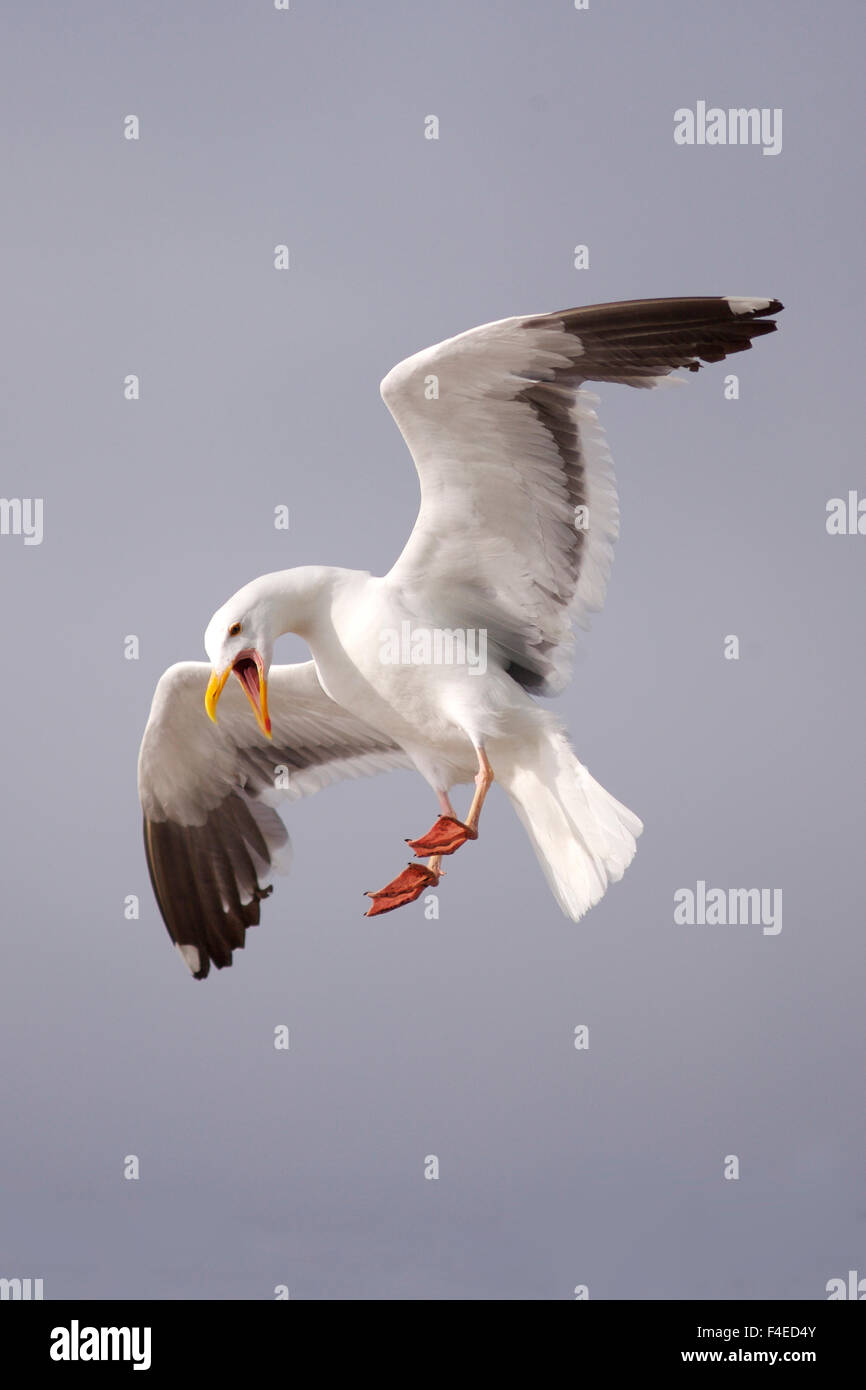 USA, California, La Jolla. A Seagull Flying over the Pacific Coast ...