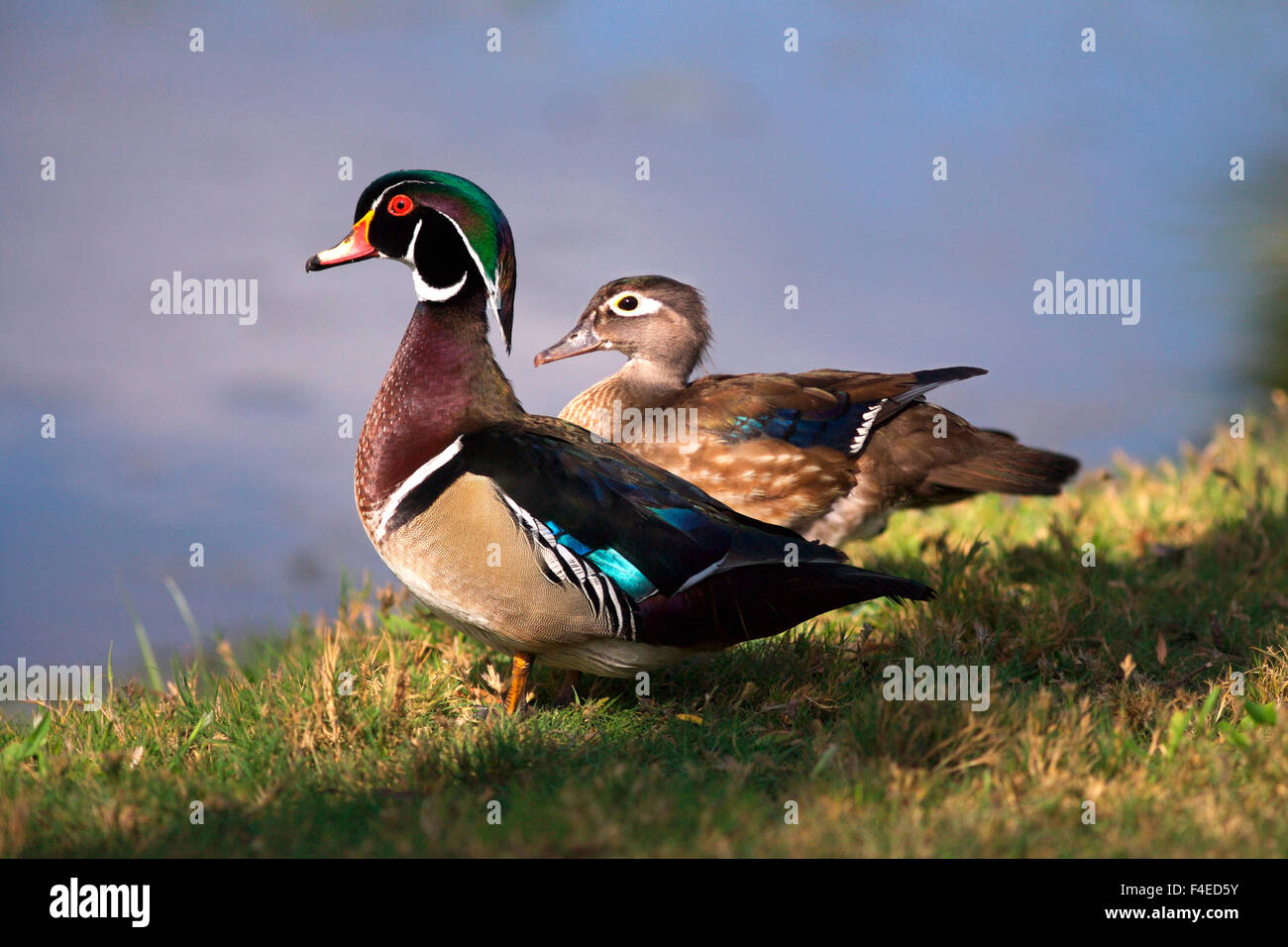 Christopher wood gallery hi-res stock photography and images - Alamy