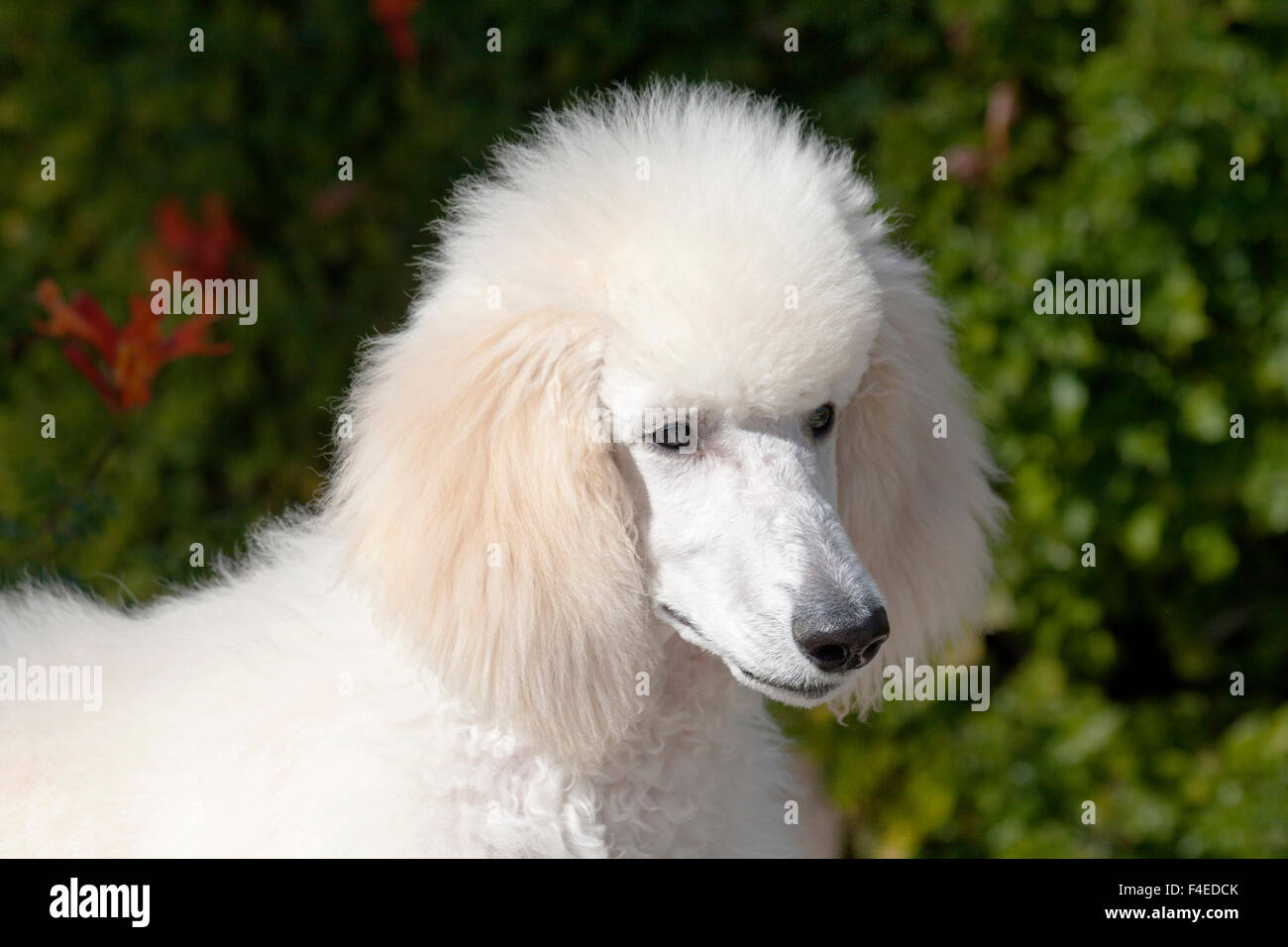 White standard hi-res stock photography and images - Alamy
