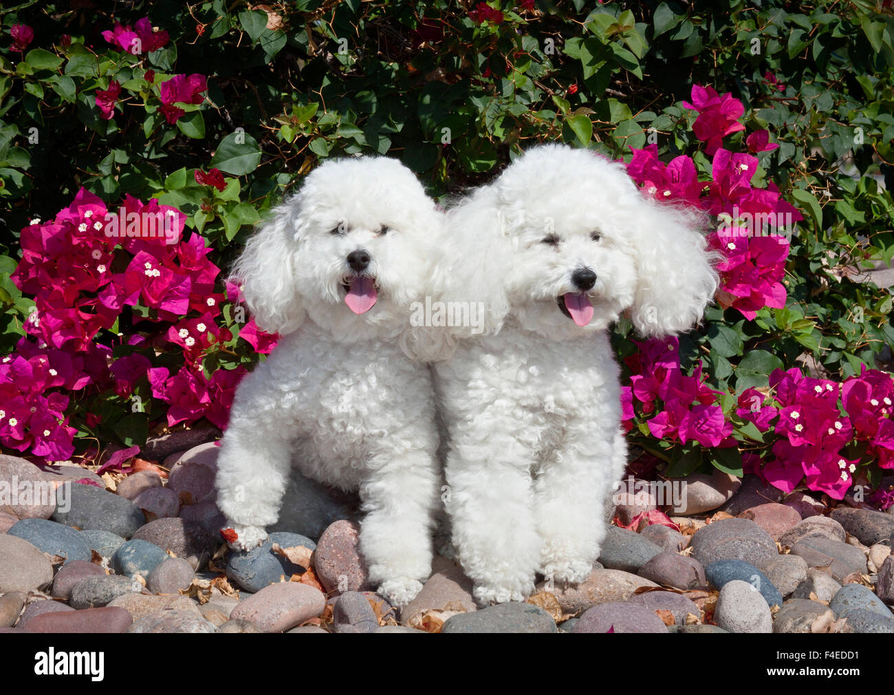 Two Toy Poodles sitting together by flowers (MR Stock Photo - Alamy