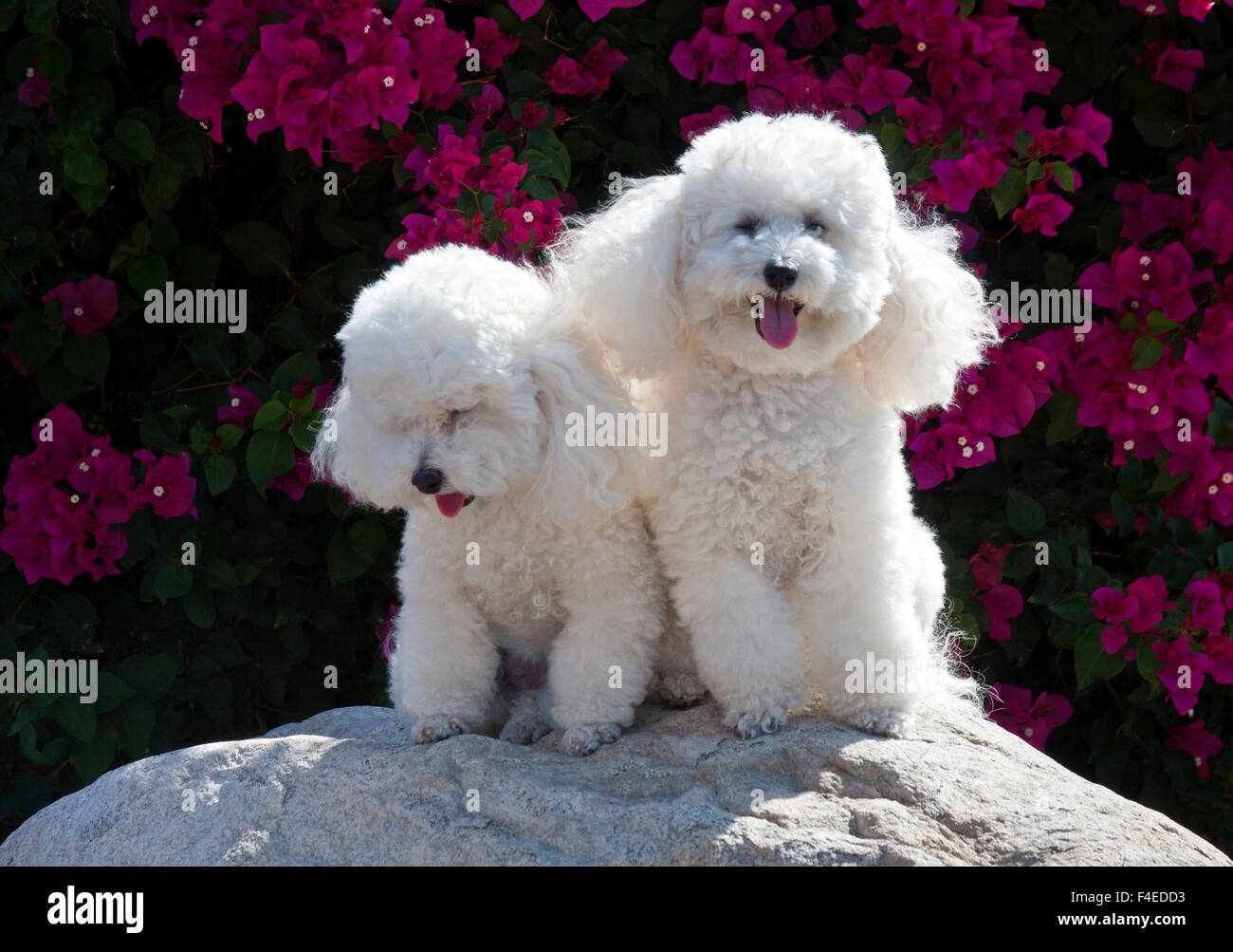 Two Toy Poodles together on a boulder (MR Stock Photo - Alamy