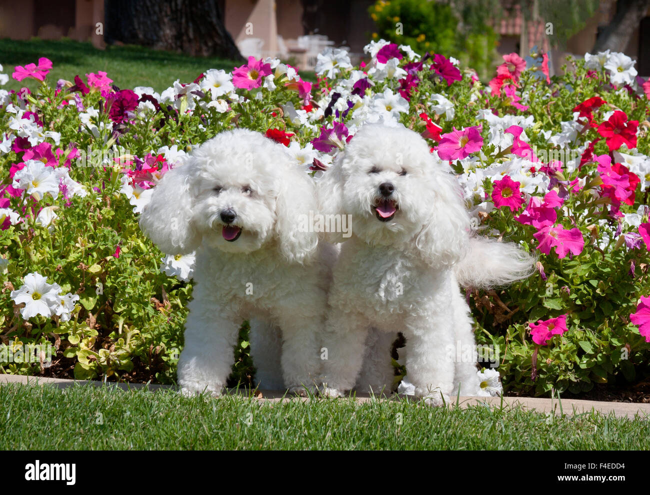 Two Toy Poodles in front of a flower garden (MR Stock Photo - Alamy