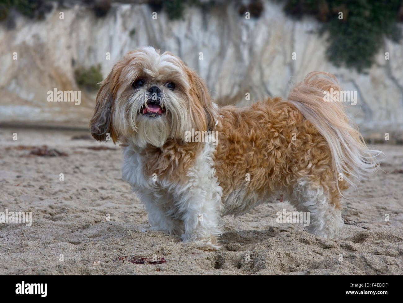 Shih Tzu standing in the sand (MR Stock Photo - Alamy