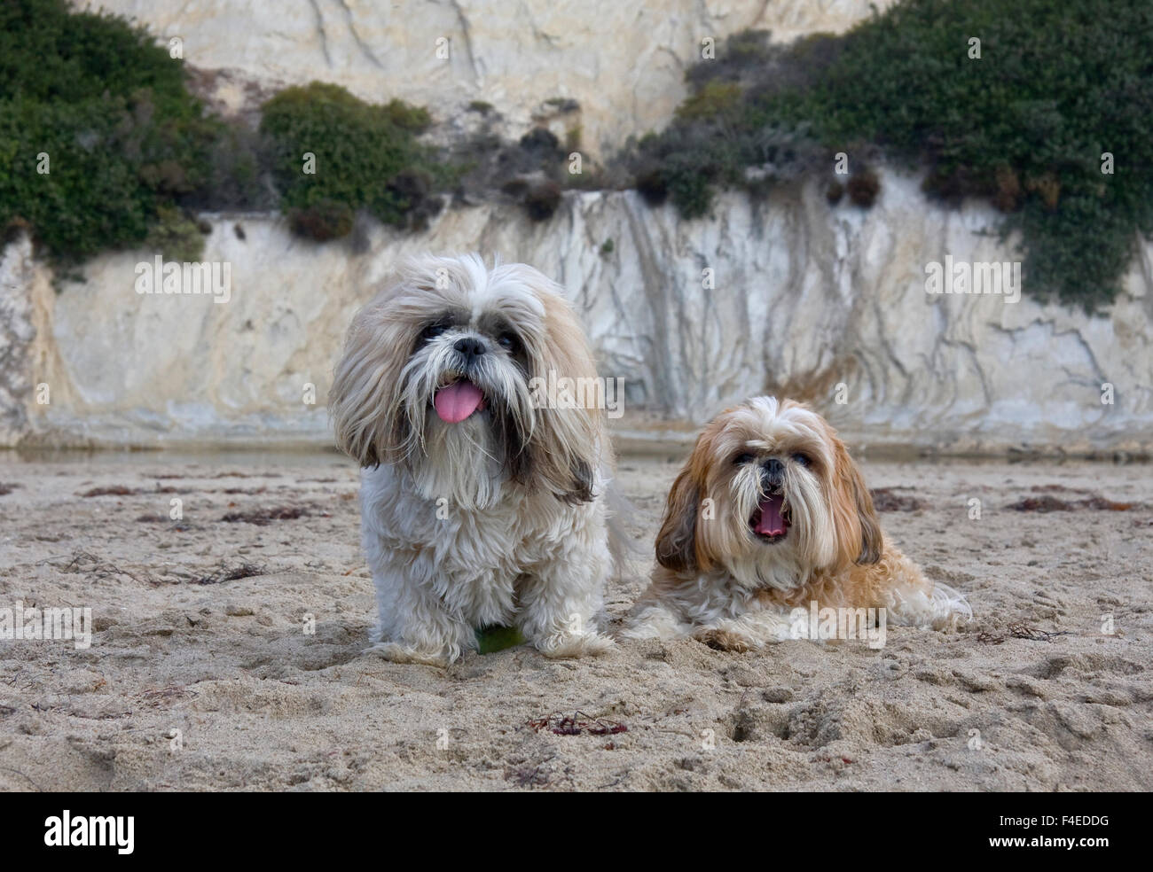 Two Shih Tzus at the beach (MR Stock Photo - Alamy
