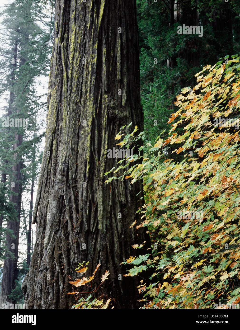 USA, California, Redwood National Park. Moss on an old-growth Redwood ...