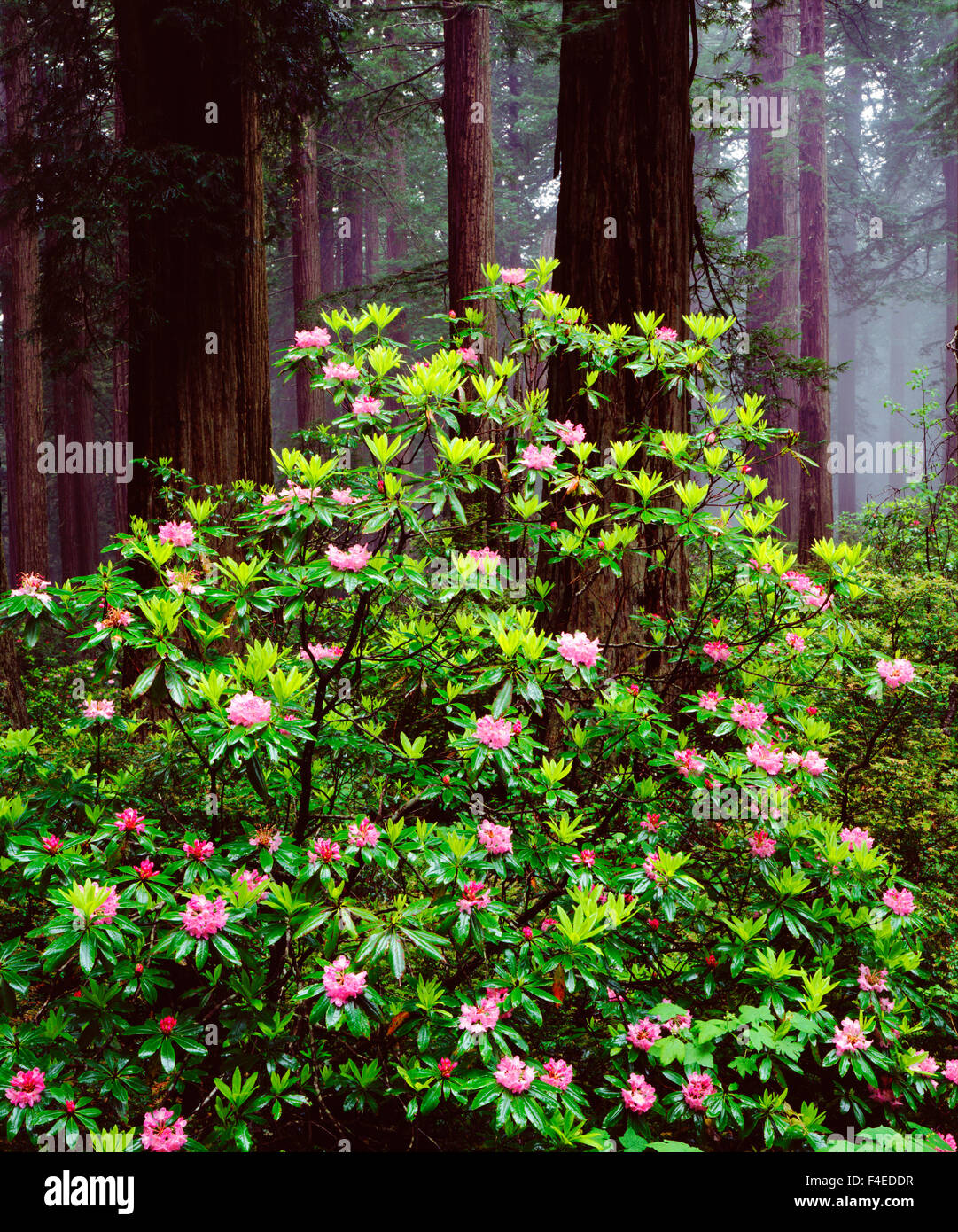 USA, California, Redwood National Park. Old-growth Redwood tree with ...