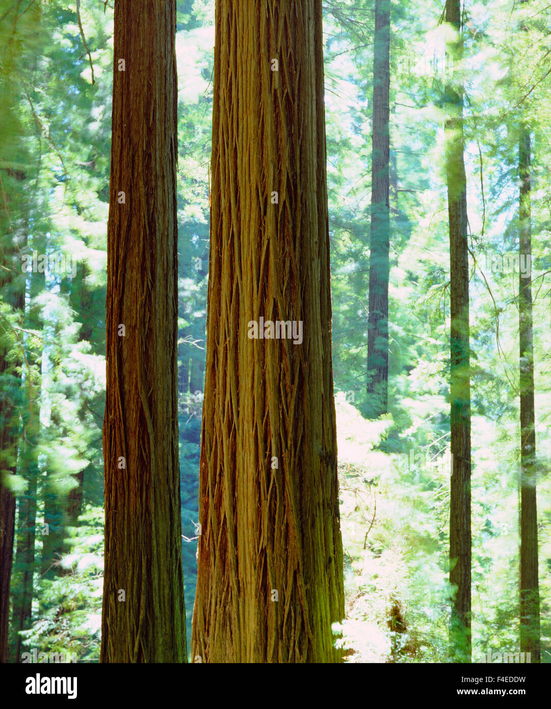 USA, California, Redwood National Park. Old-growth Redwood trees (Large ...