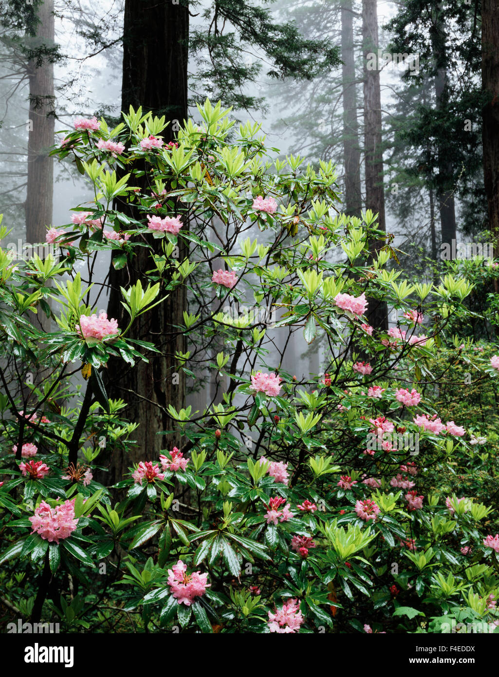 USA, California, Redwood National Park. Old-growth Redwood trees with ...