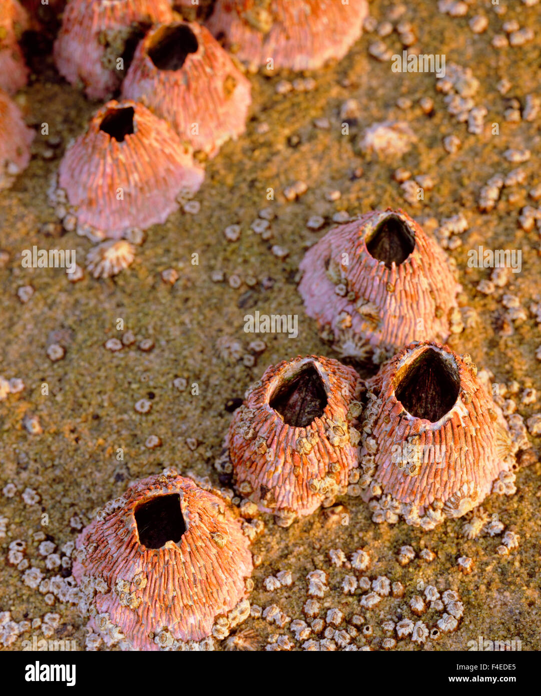 USA, California, San Diego, Barnacles in tide pools on the Pacific ...