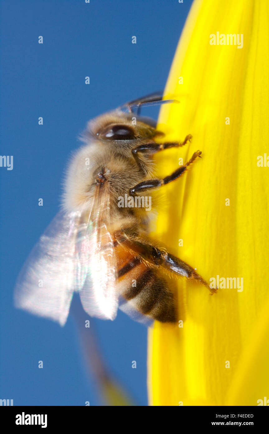 USA, California, San Diego, Honey Bee taking off. Credit as ...