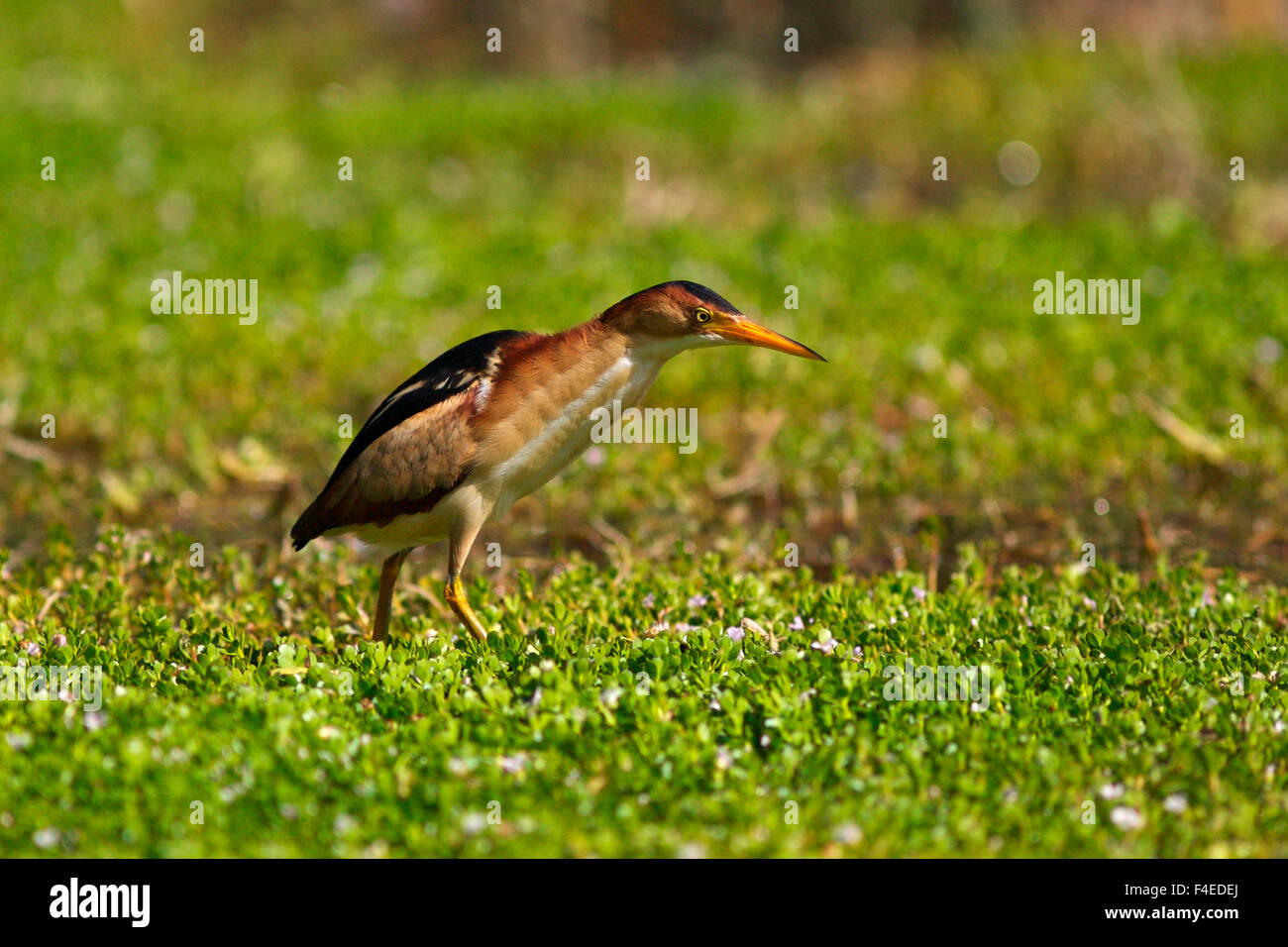 USA, California, San Diego, Lakeside. A bird. Credit as: Christopher ...