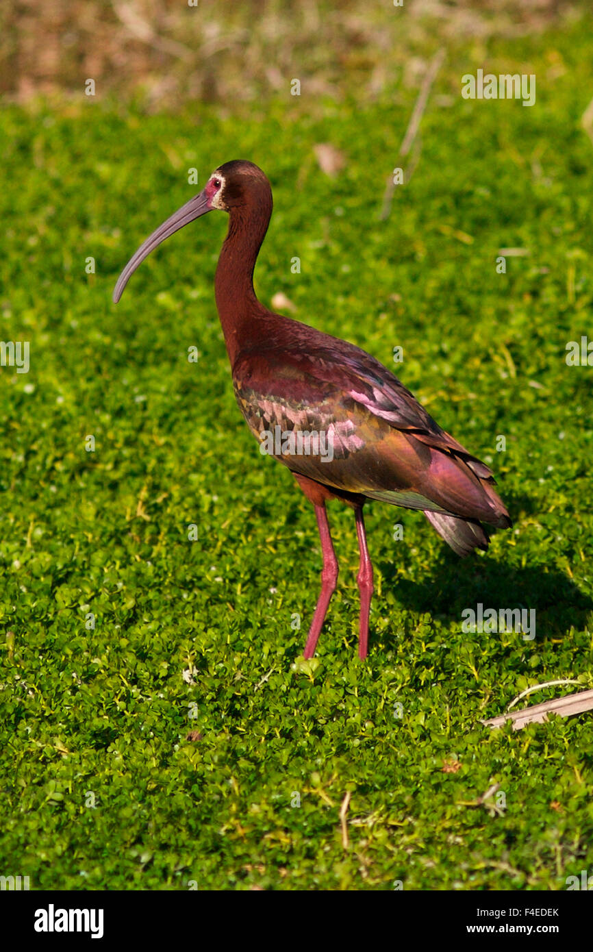 USA, California, San Diego, Lakeside. A bird. Credit as: Christopher ...
