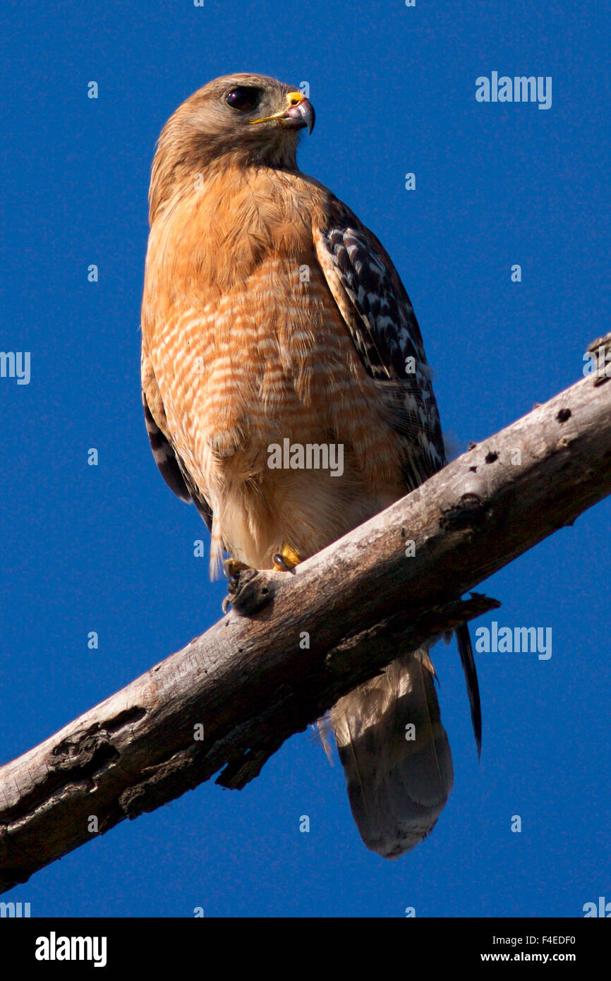 USA, California, San Diego, Lakeside. A Red Shoulder Hawk. Credit as ...