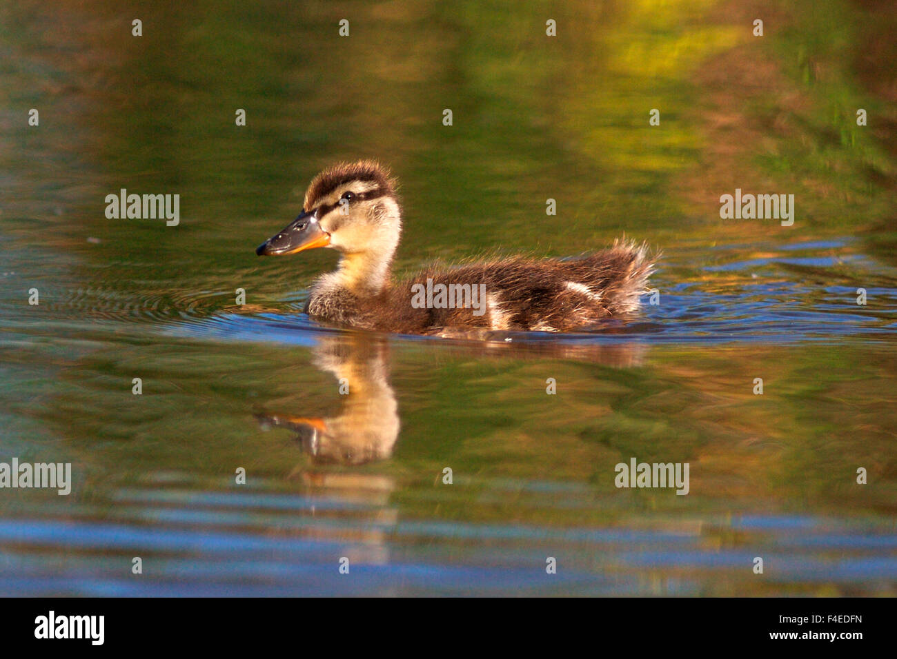 USA, California, San Diego, Lakeside. Mallard Duckling. Credit as ...