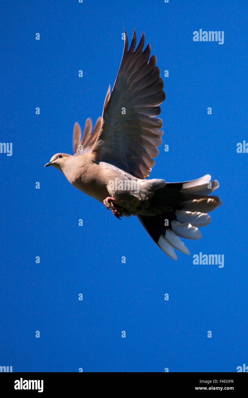 Mourning dove flying hi-res stock photography and images - Alamy