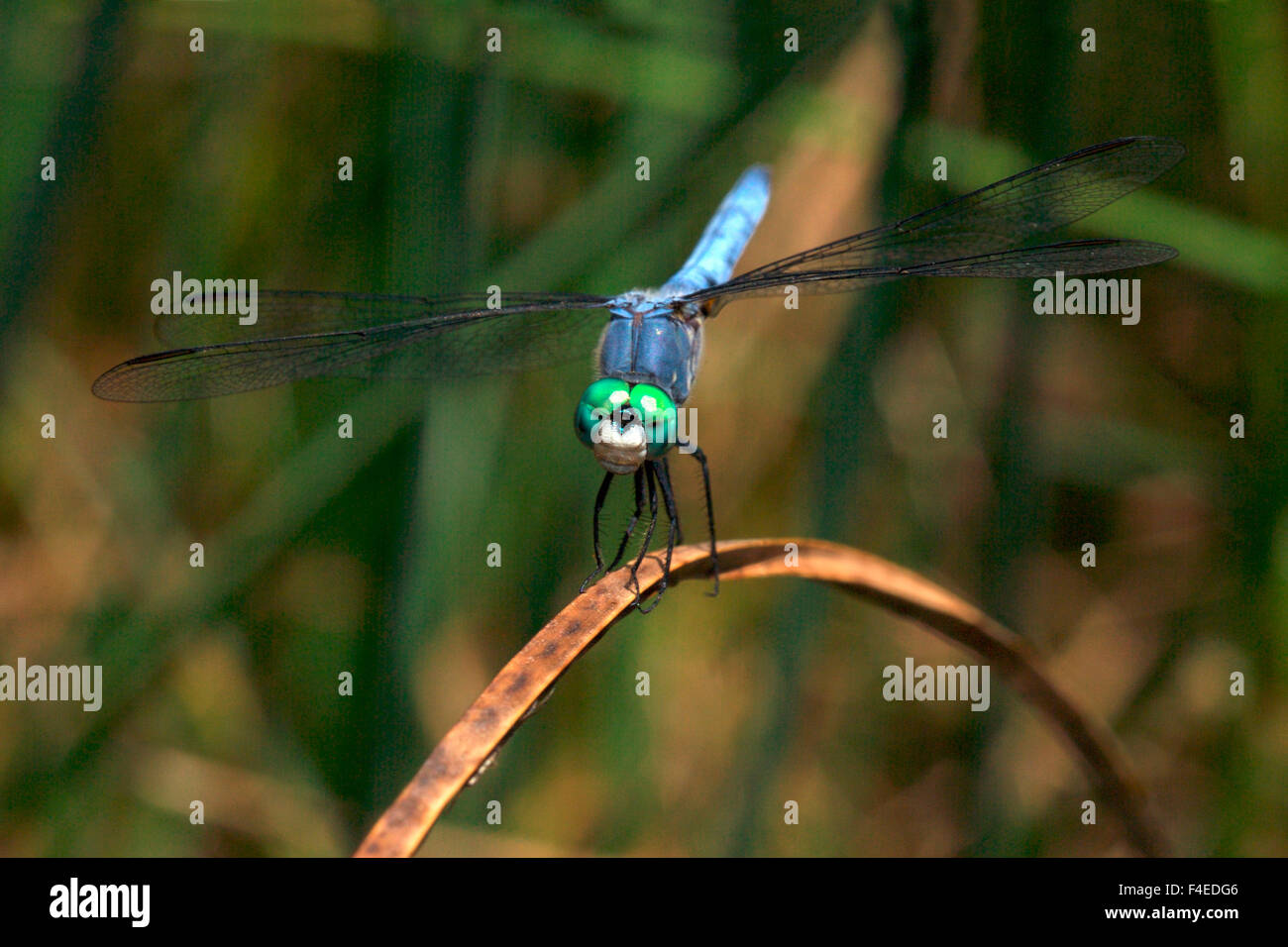 Dragonfly trails hi-res stock photography and images - Alamy