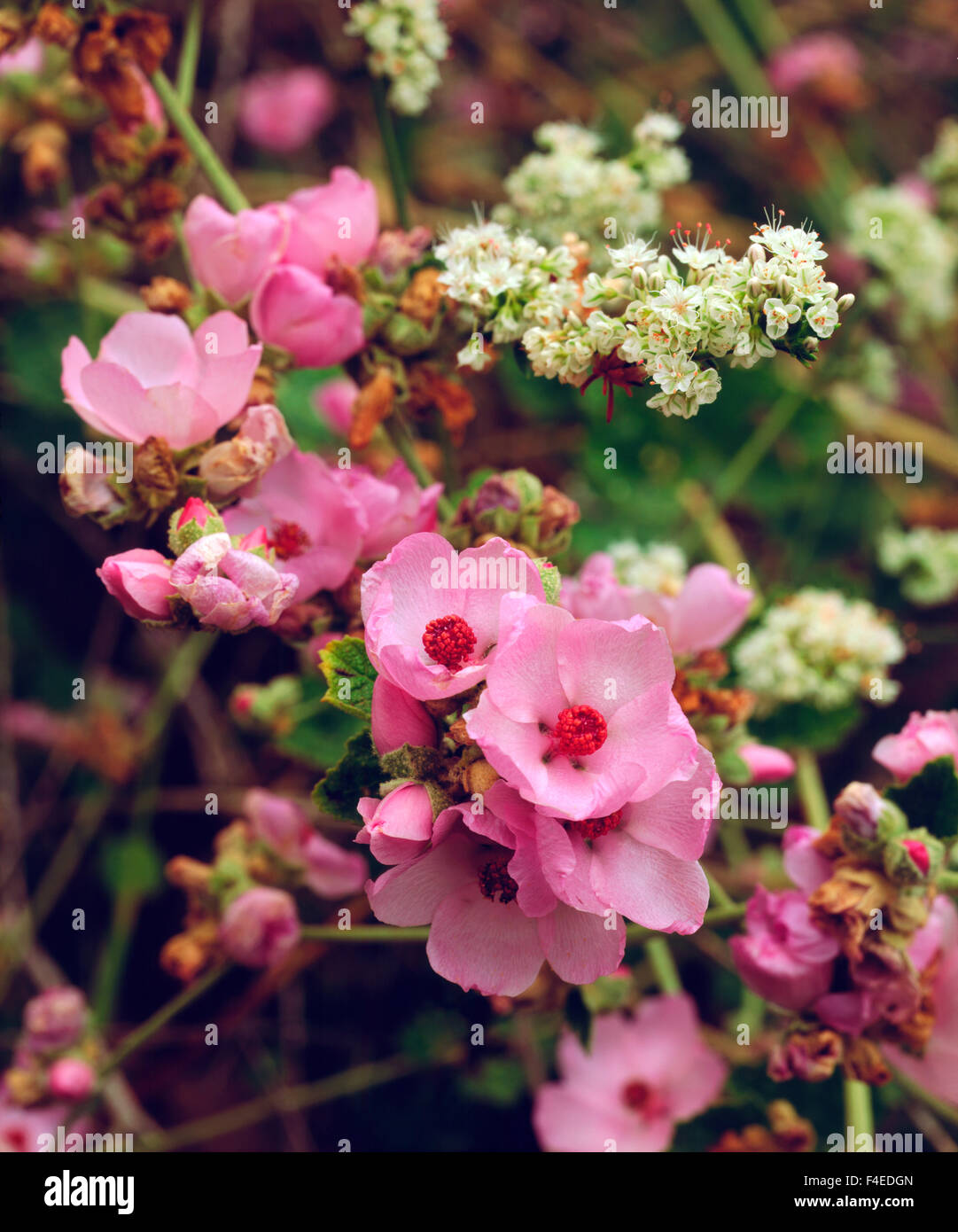 Mission trails regional park san diego hi-res stock photography and ...