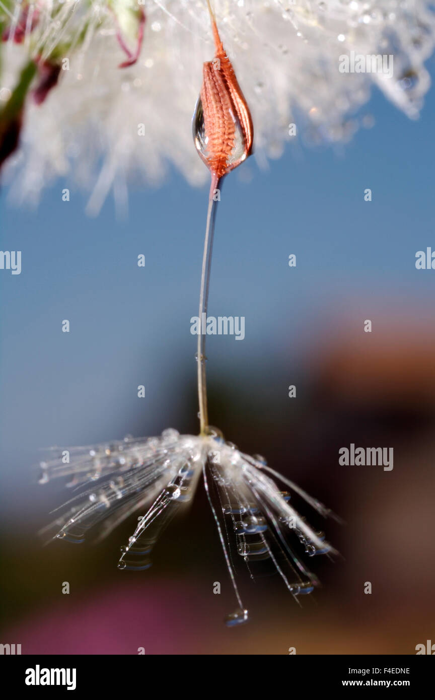 Water seed dispersal hi-res stock photography and images - Alamy