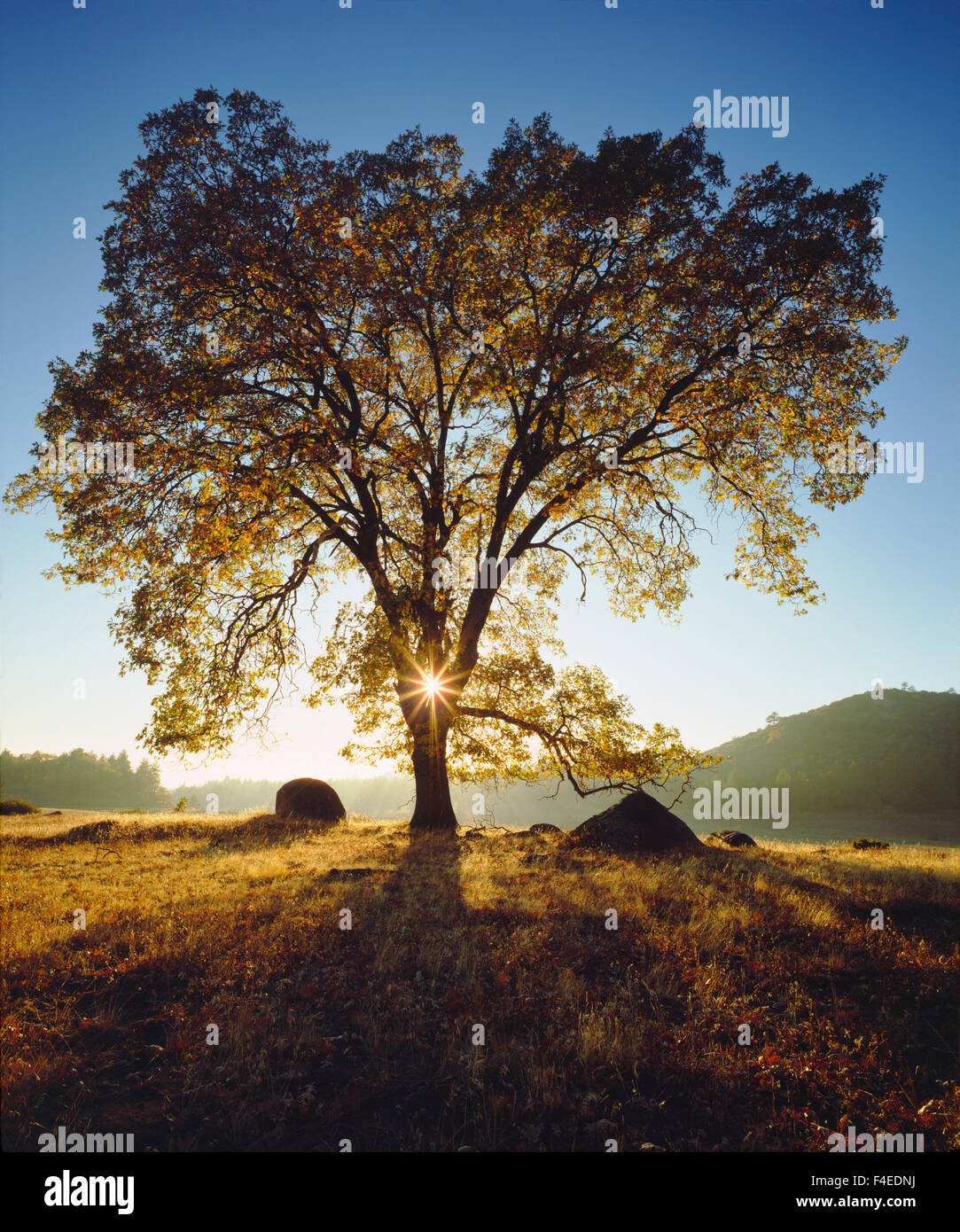 Black oak tree hi-res stock photography and images - Alamy