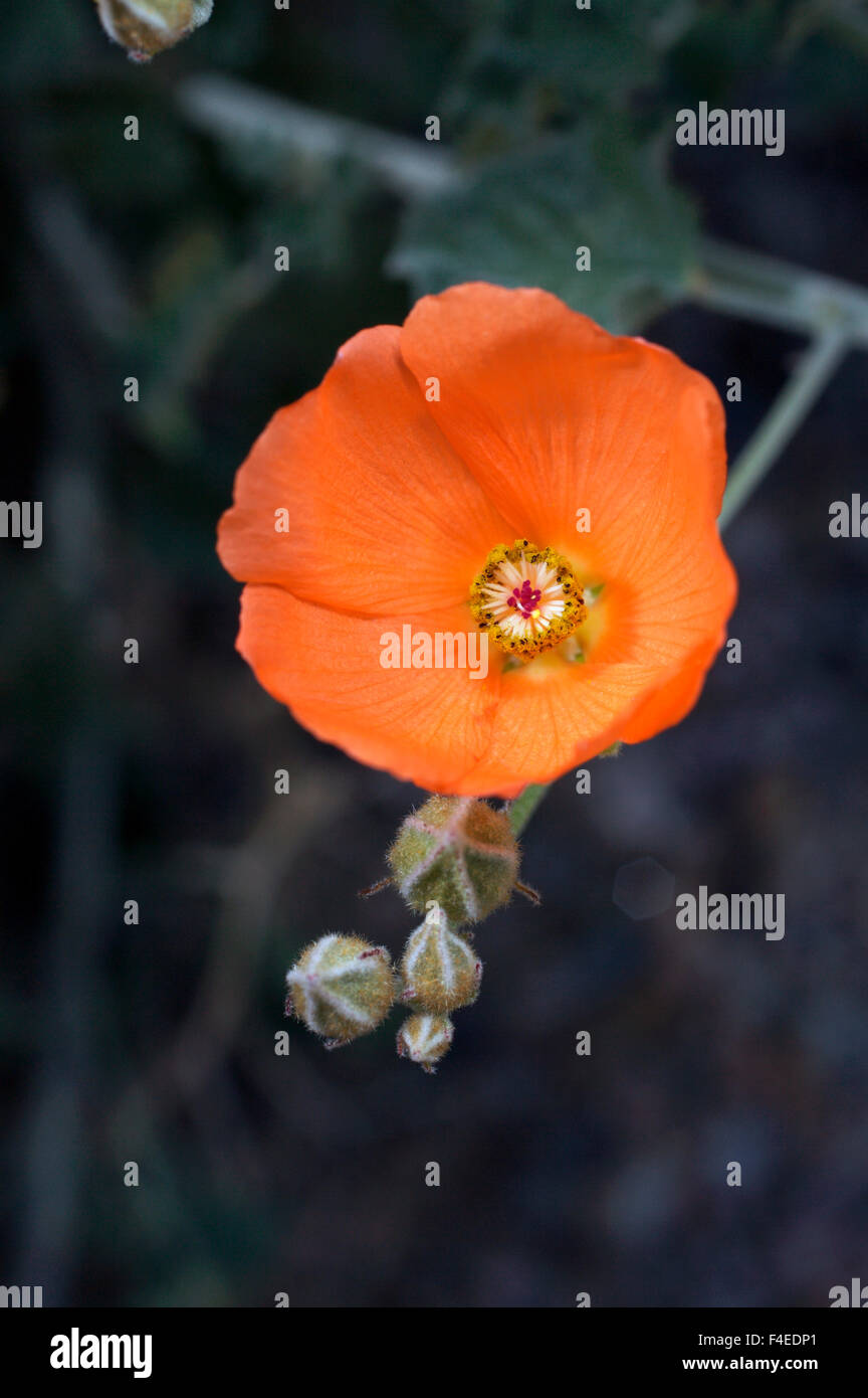USA, California, San Diego. Mallow Wildflowers in the Mecca Hills ...