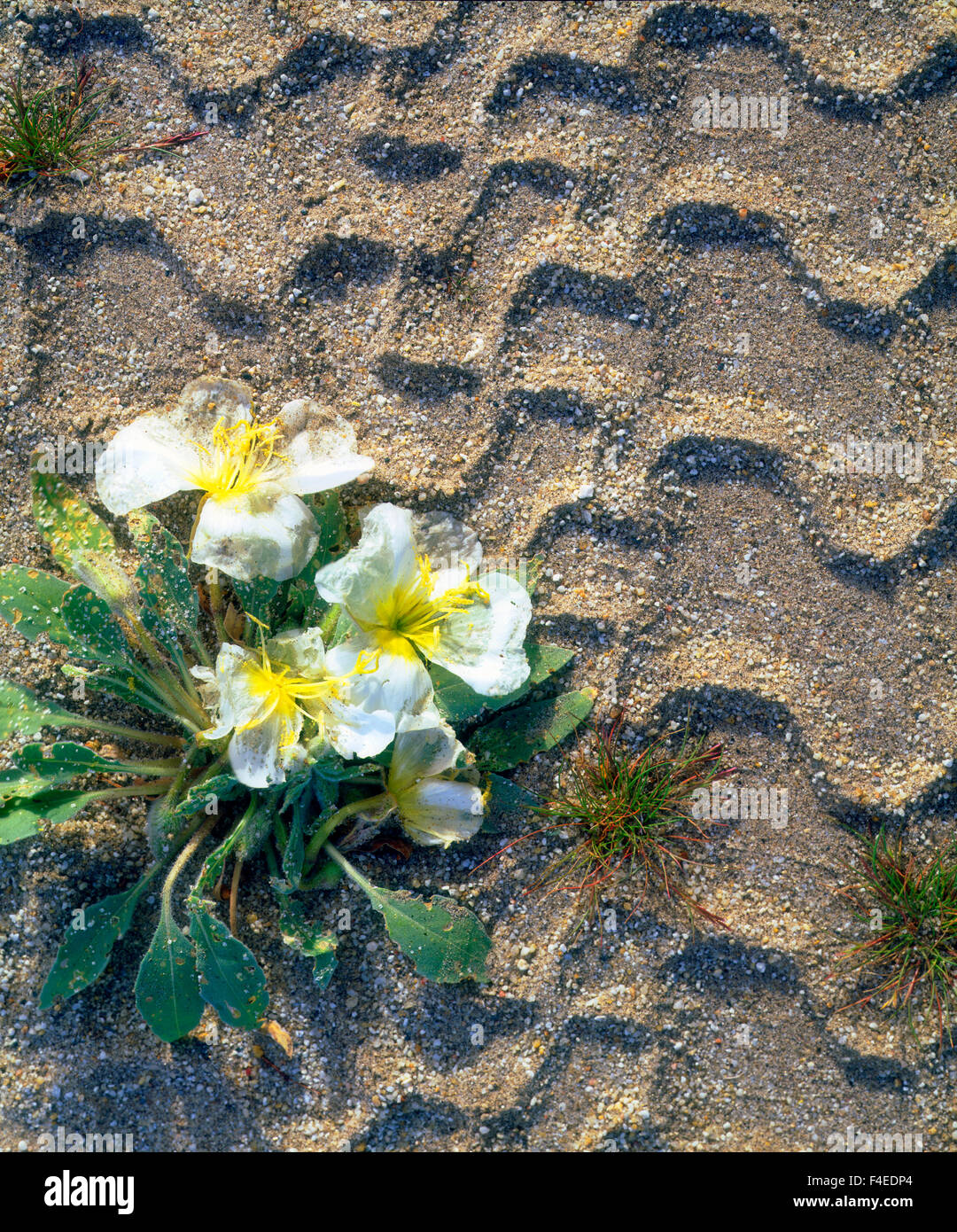 USA, California, San Diego. Off road vehicle damage to a dune primrose ...