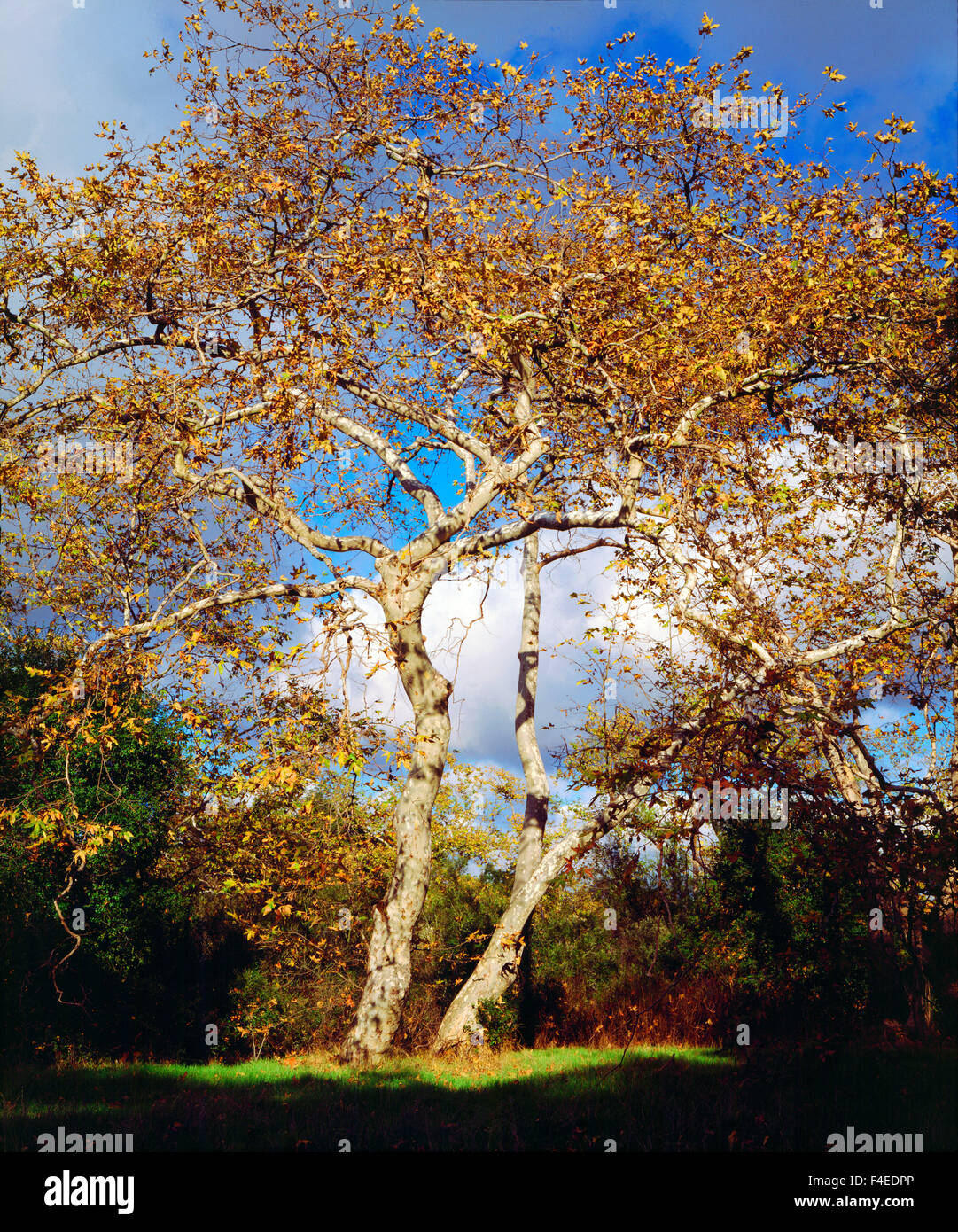 American sycamore leaf hi-res stock photography and images - Alamy