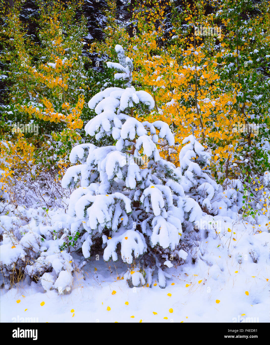 USA, California, Sierra Nevada Mountains. Snow-covered trees in the ...