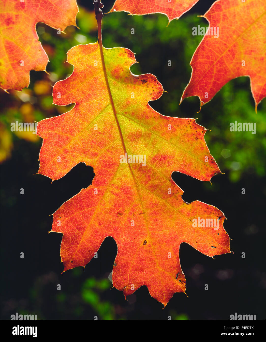 USA, California, An Oak Leaf in Six Rivers National Forrest (Large ...