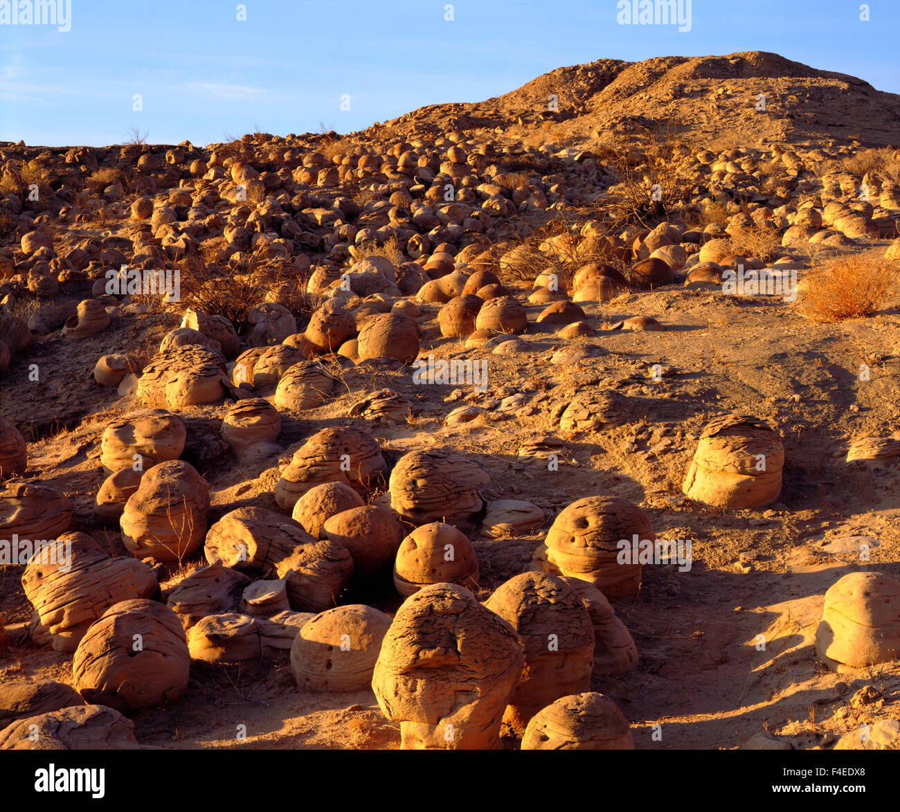 Pumpkin patch anza borrego state park hi-res stock photography and ...