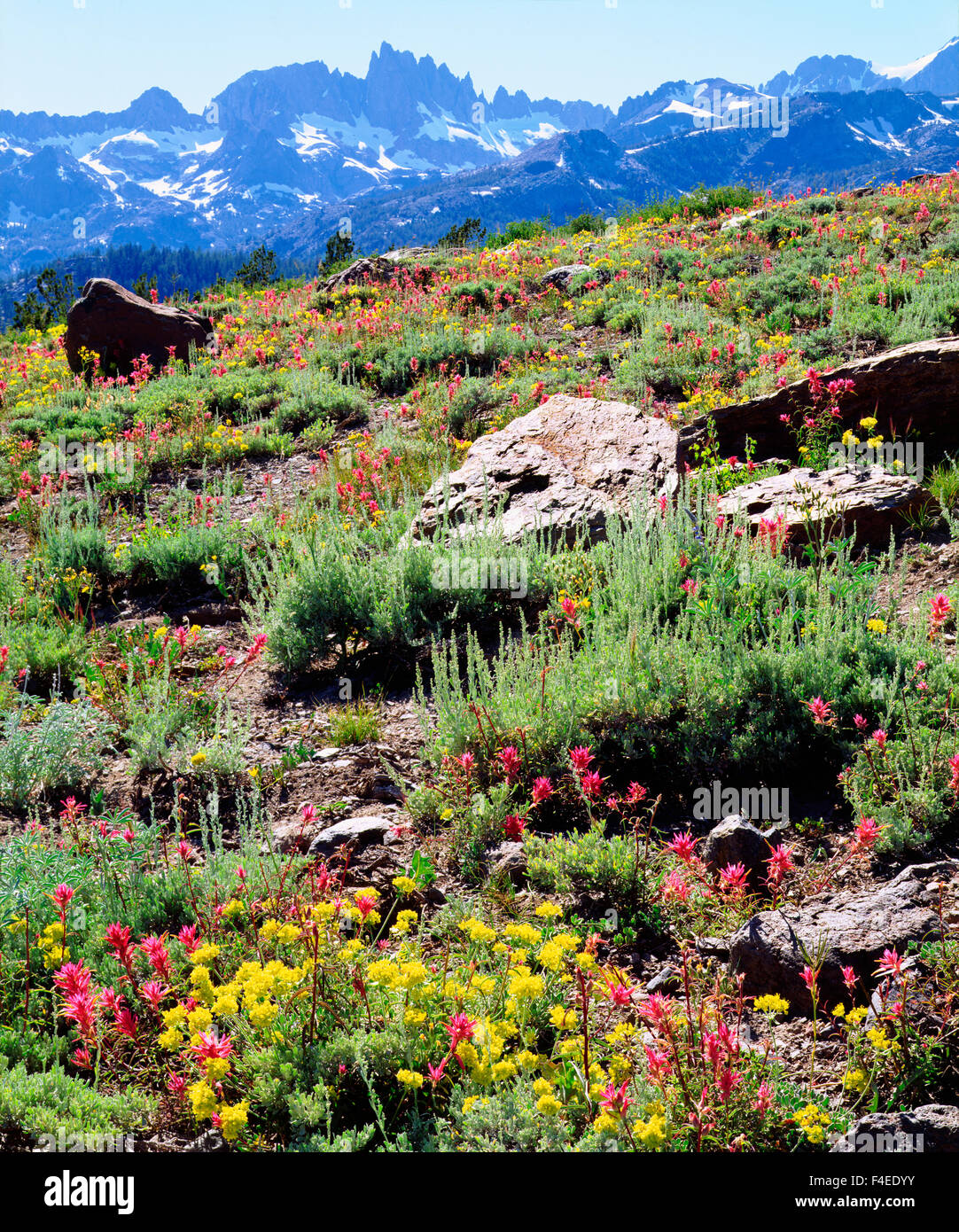 USA, California, Sierra Nevada Mountains, Wildflowers in the High Sierra. Credit as: Christopher ...