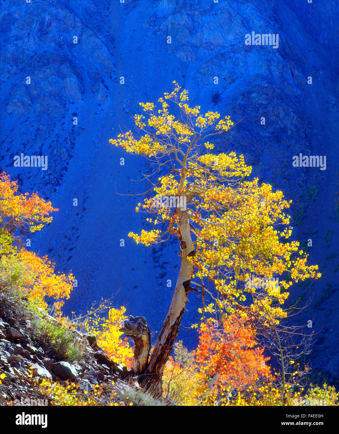 California colors gallery hi-res stock photography and images - Alamy