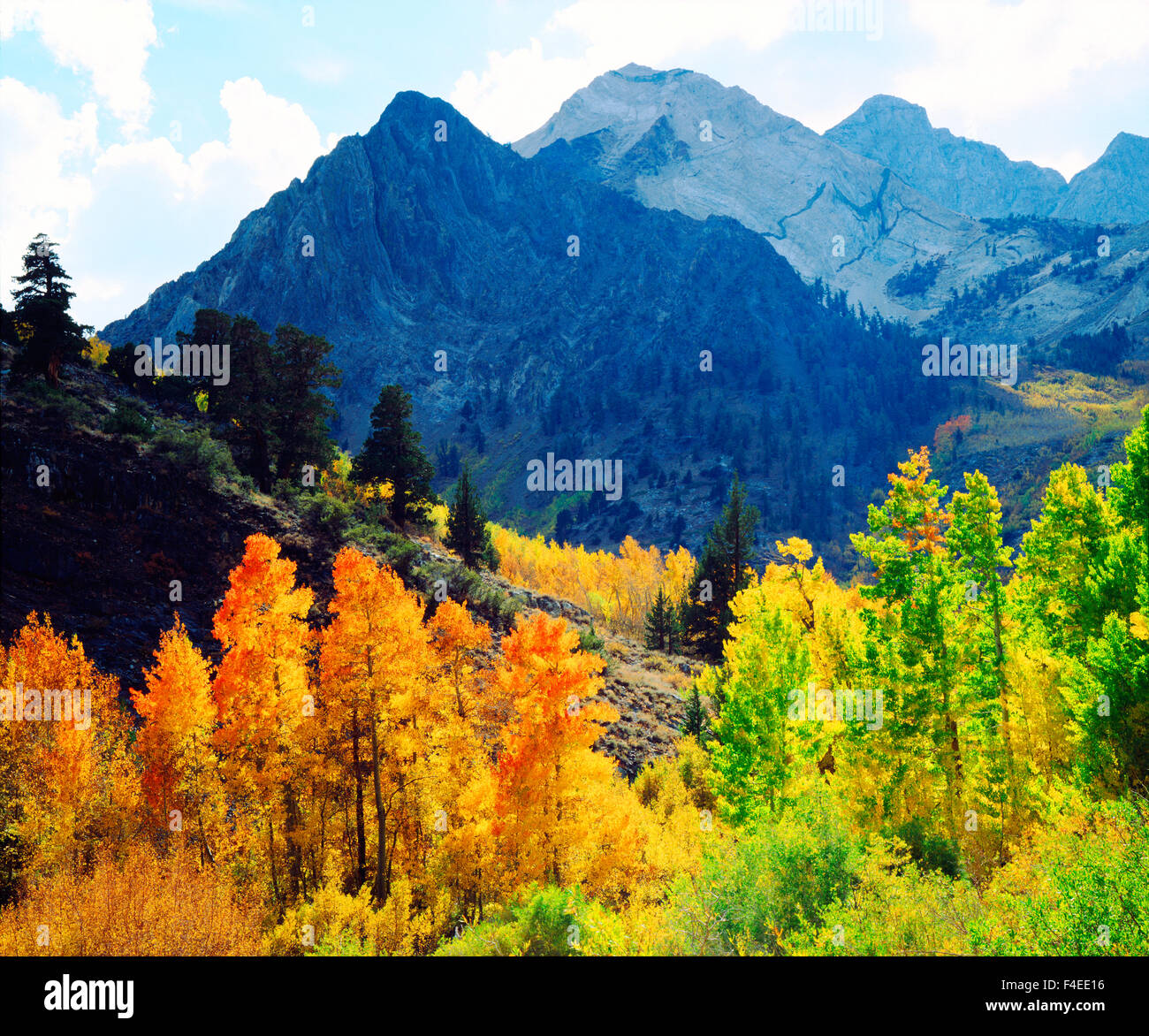 USA, California, Sierra Nevada Mountains. Fall colors of aspen trees in ...